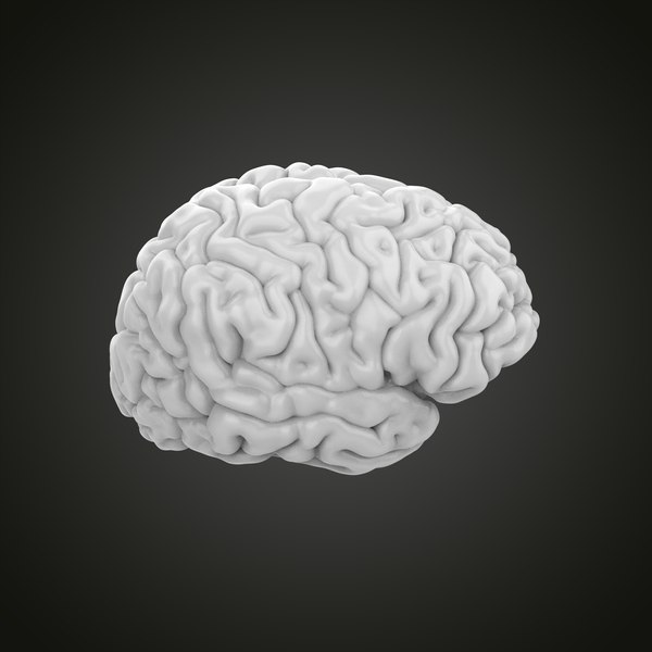 Brain Stem STL Models for Download | TurboSquid