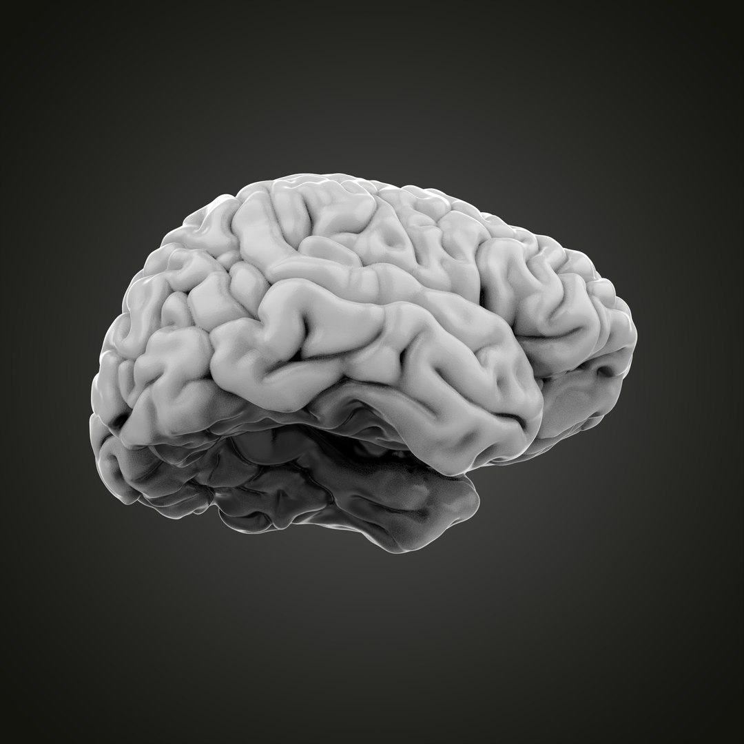 Brain 3D Model - TurboSquid 1878191