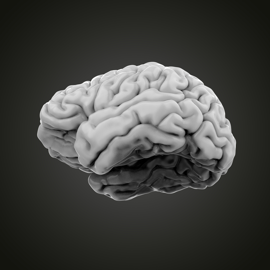 Brain 3D model - TurboSquid 1878191