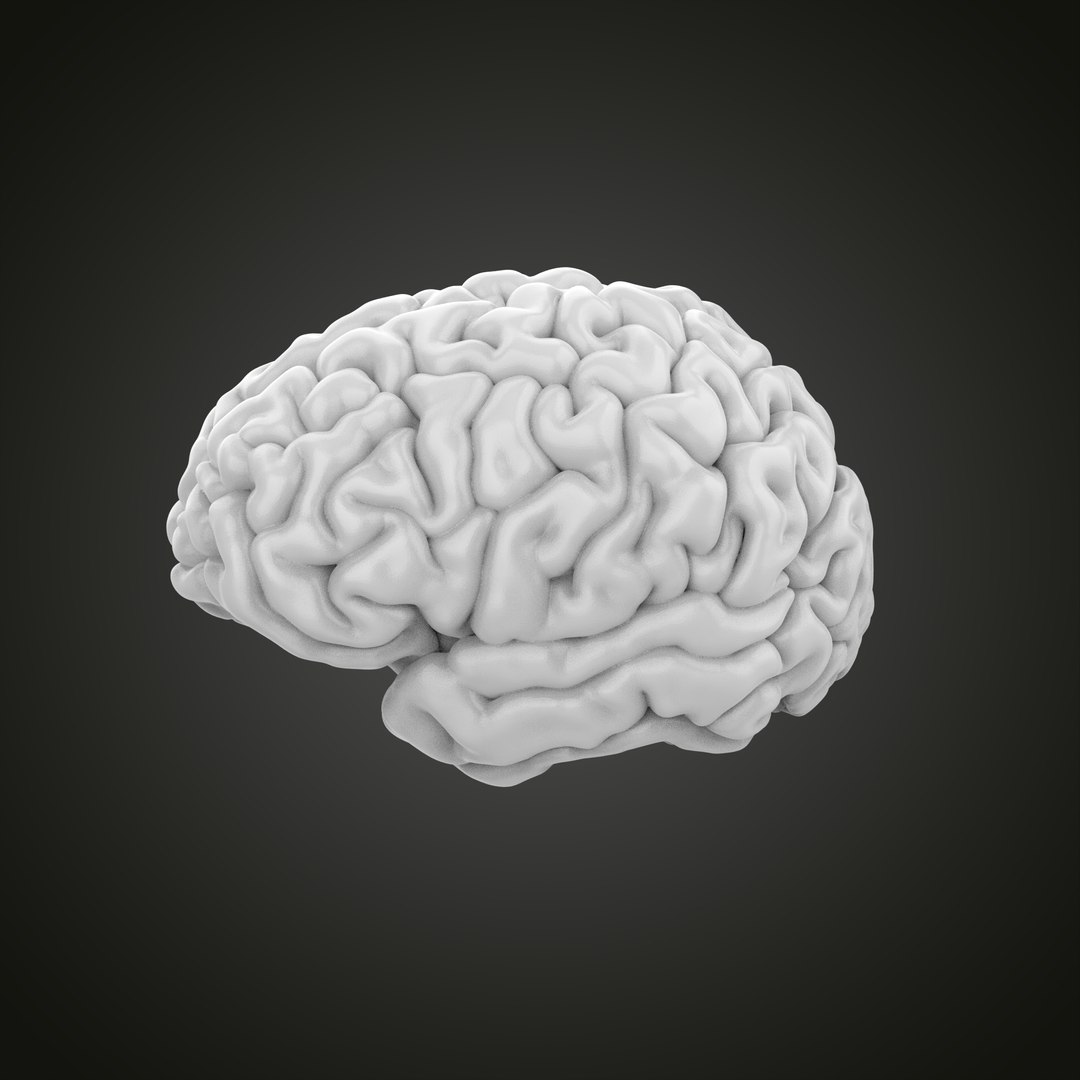 Brain 3D Model - TurboSquid 1878191