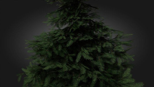 3D Scan Based Spruce Tree - PBR model - TurboSquid 1949585