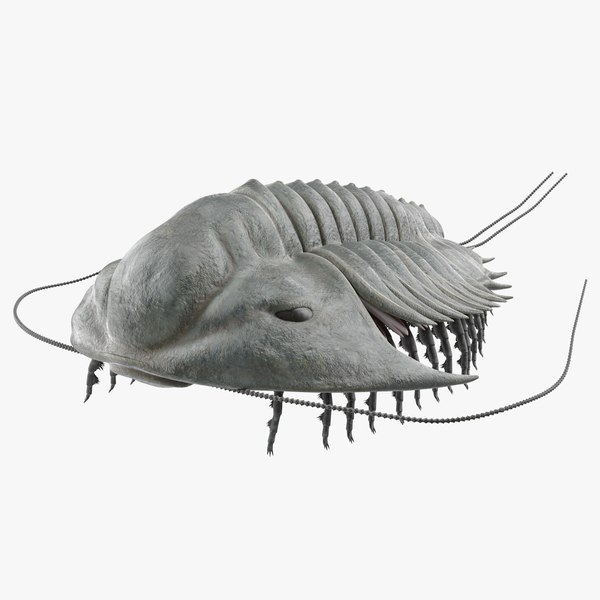 Trilobite 3D Models for Download | TurboSquid