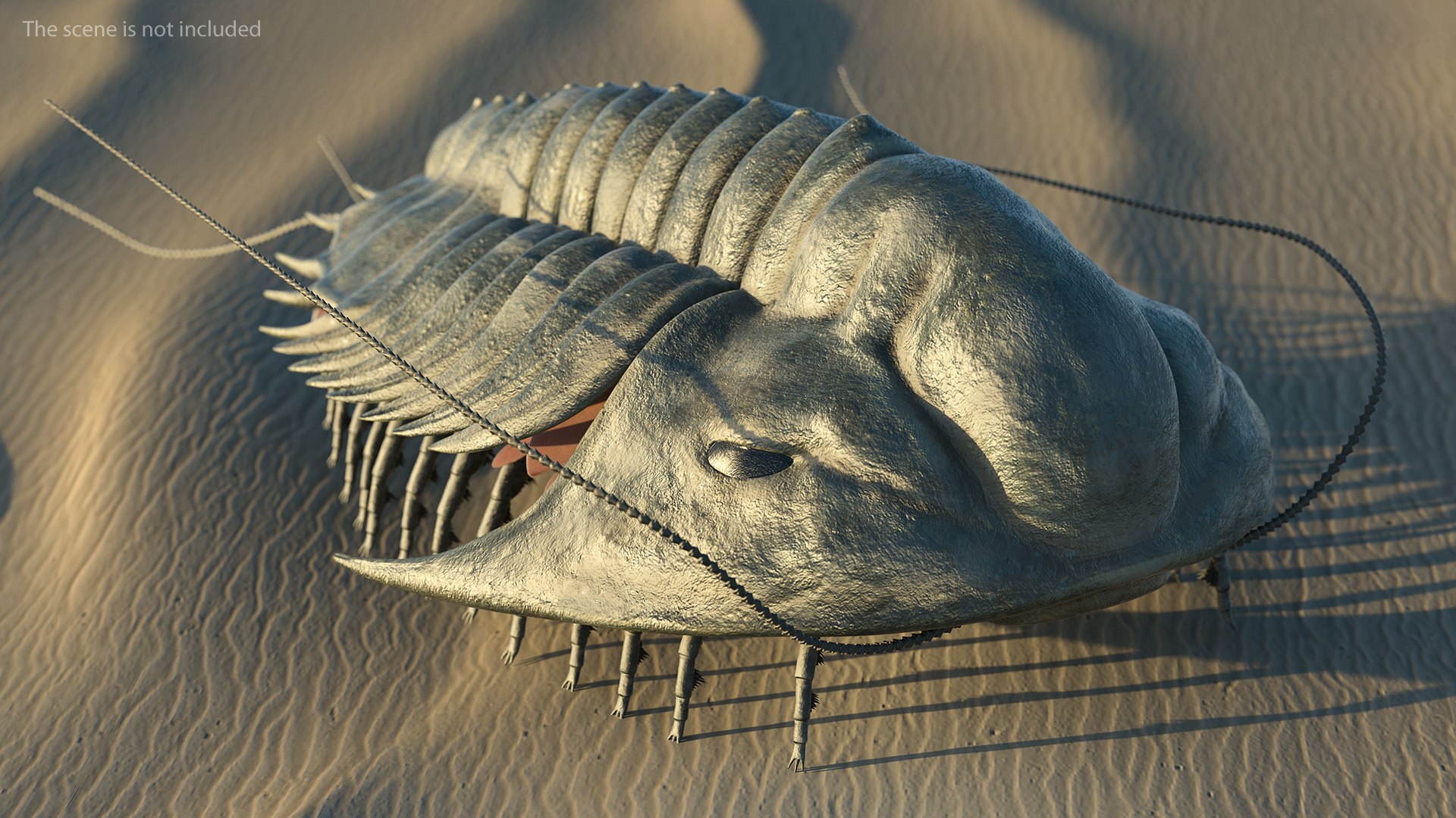 Trilobite Fur Rigged 3D - TurboSquid 1472453