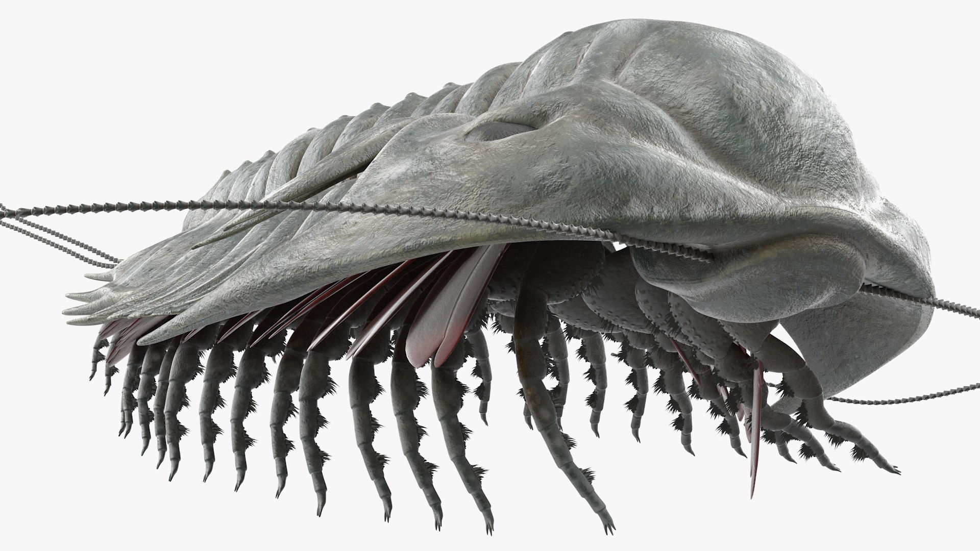 Trilobite Fur Rigged 3D - TurboSquid 1472453