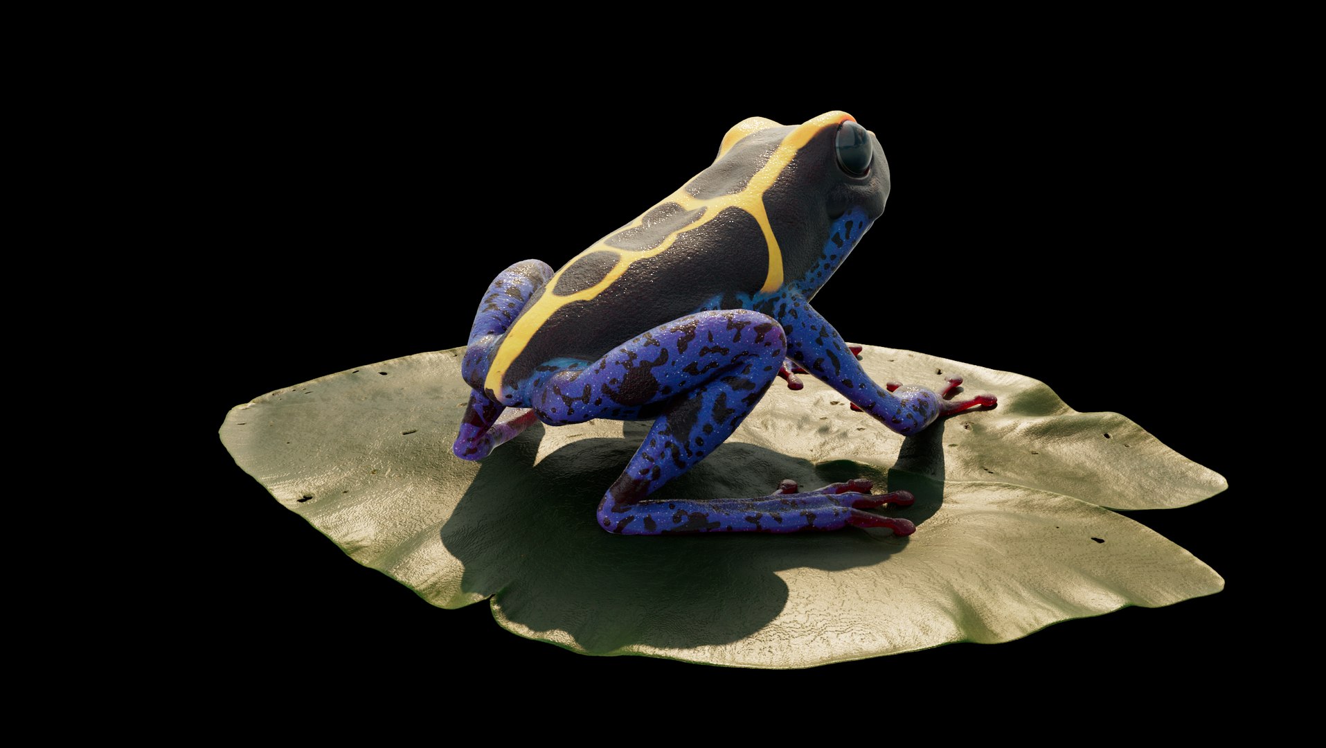 Dark Poison Frog Ready To Rig Model - TurboSquid 2036290