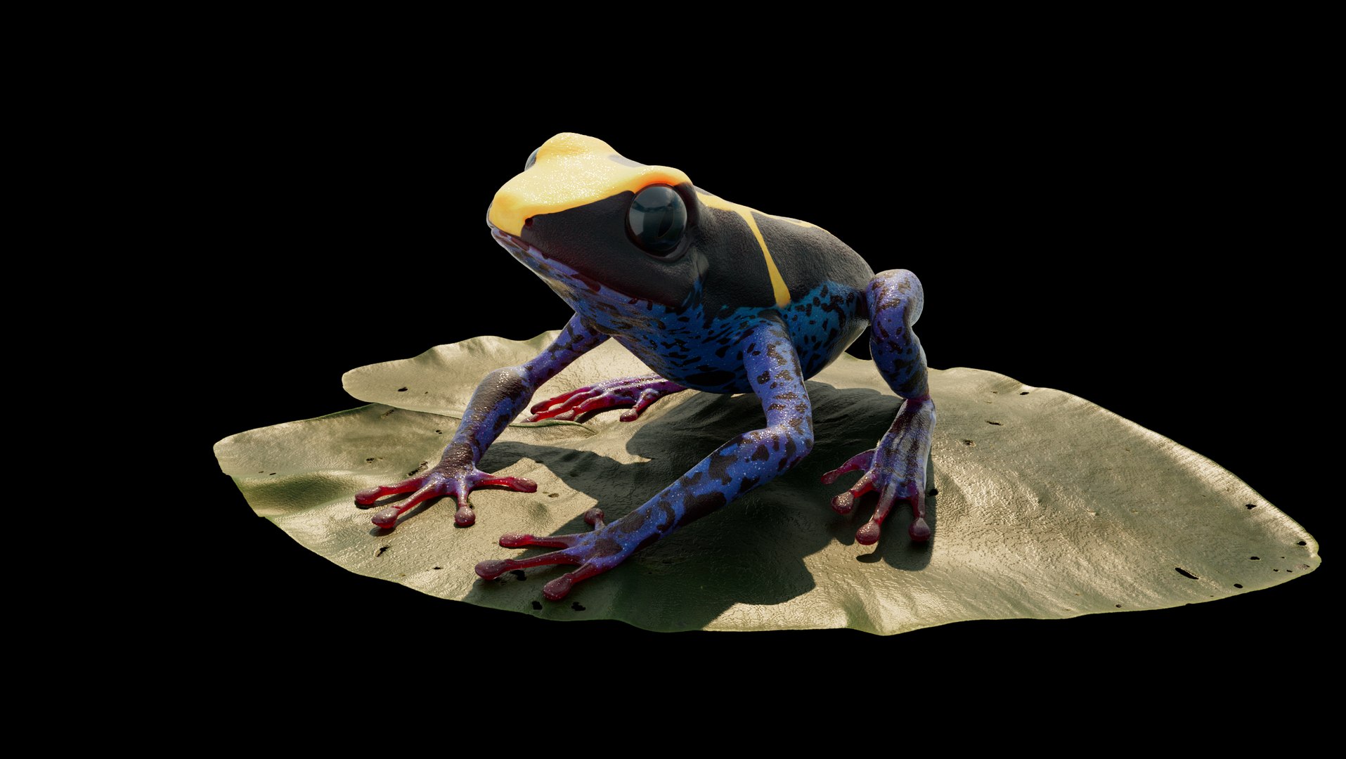 Dark Poison Frog Ready To Rig Model - TurboSquid 2036290