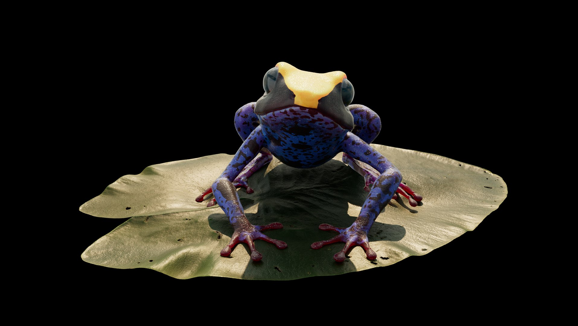 Dark Poison Frog Ready To Rig Model - TurboSquid 2036290