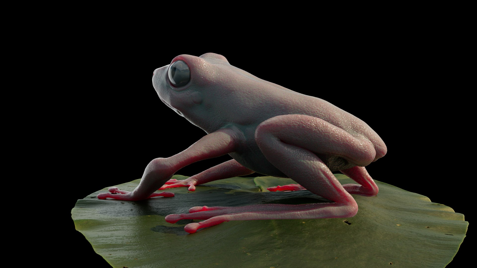 Dark Poison Frog Ready To Rig Model - TurboSquid 2036290