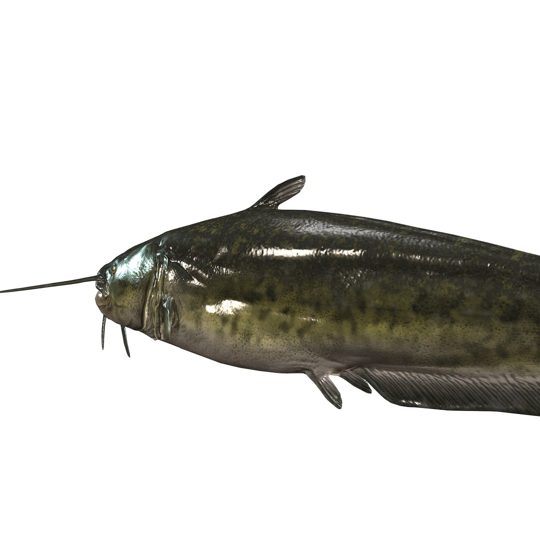 Catfish FISH REAL Catfish 3D Model - TurboSquid 2210788