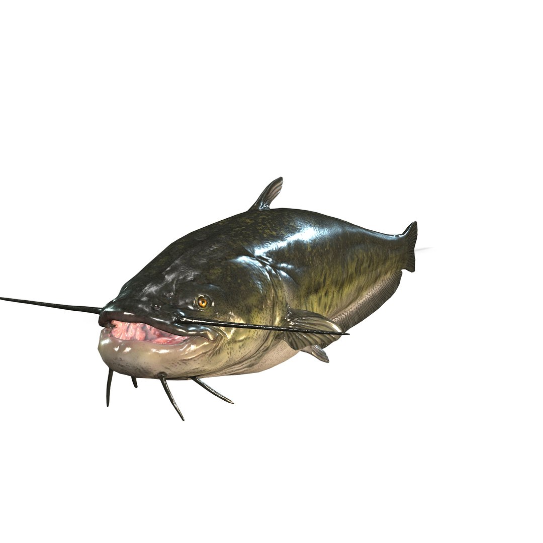 Catfish FISH REAL Catfish 3D Model - TurboSquid 2210788