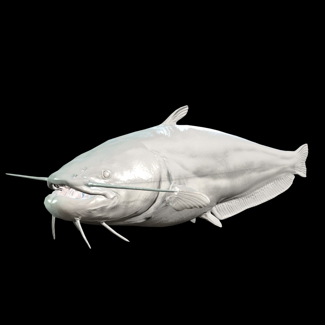 Catfish FISH REAL Catfish 3D Model - TurboSquid 2210788