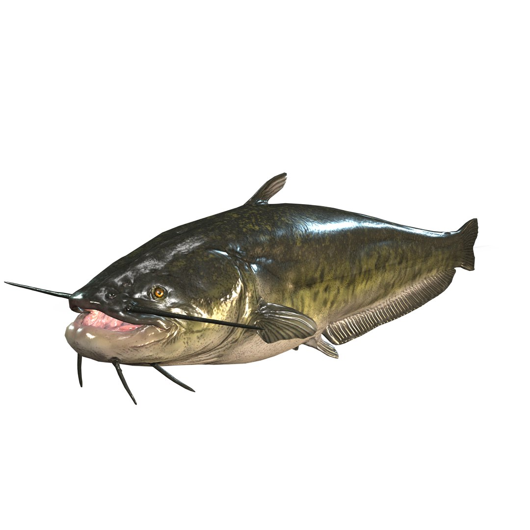 Catfish FISH REAL Catfish 3D Model - TurboSquid 2210788