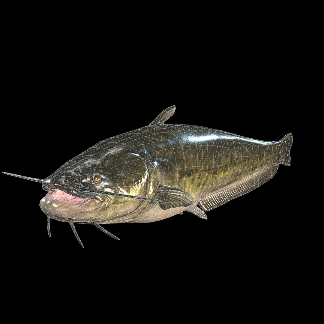 Catfish FISH REAL Catfish 3D Model - TurboSquid 2210788