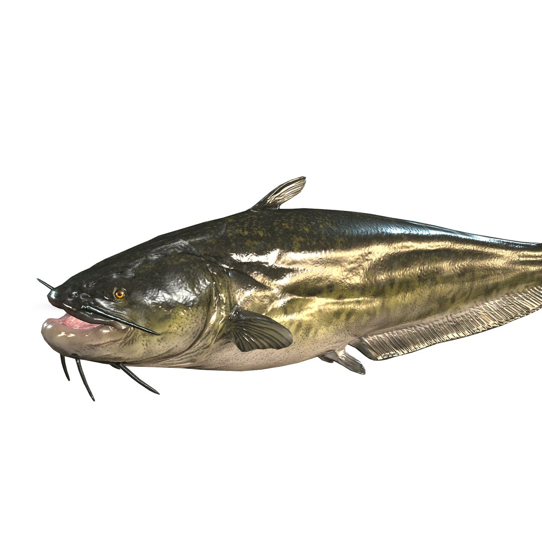 Catfish FISH REAL Catfish 3D Model - TurboSquid 2210788