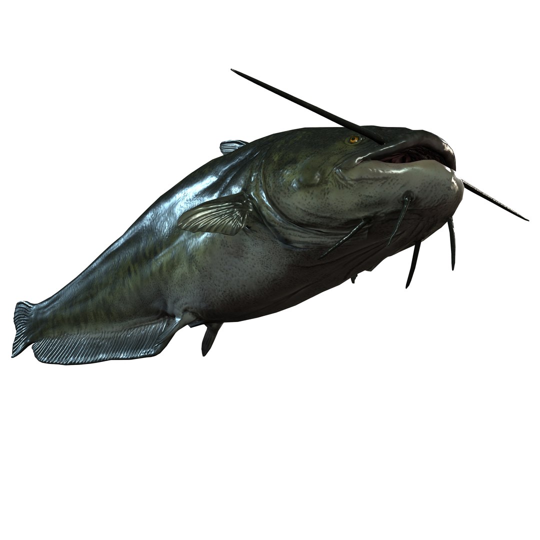 Catfish FISH REAL Catfish 3D Model - TurboSquid 2210788