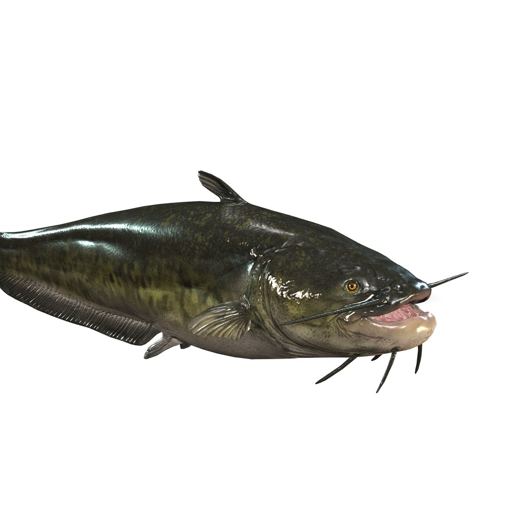 Catfish FISH REAL Catfish 3D Model - TurboSquid 2210788