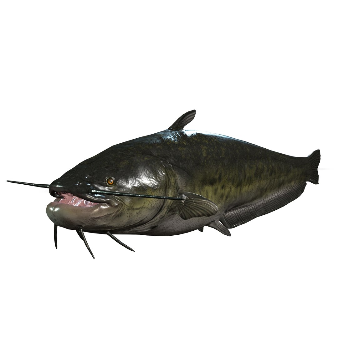 Catfish FISH REAL Catfish 3D Model - TurboSquid 2210788