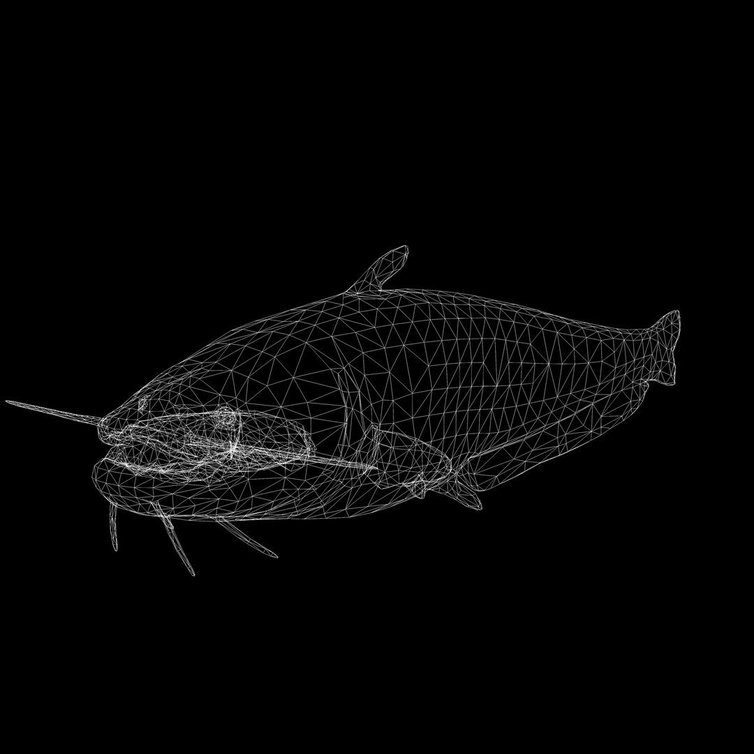 Catfish FISH REAL Catfish 3D Model - TurboSquid 2210788