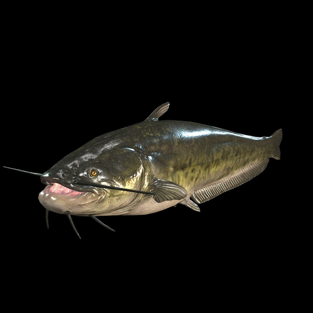 Catfish FISH REAL Catfish 3D Model - TurboSquid 2210788
