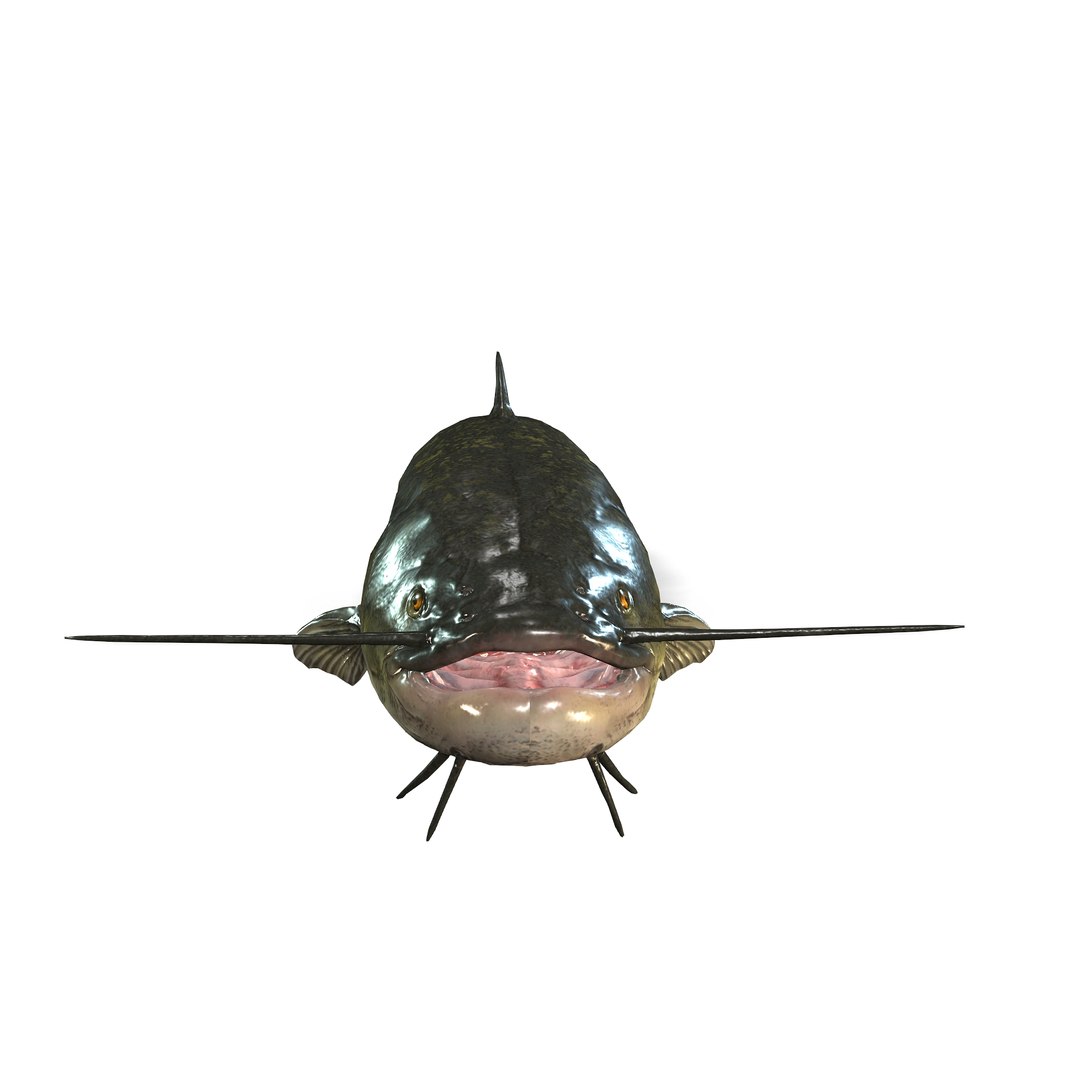 Catfish FISH REAL Catfish 3D Model - TurboSquid 2210788