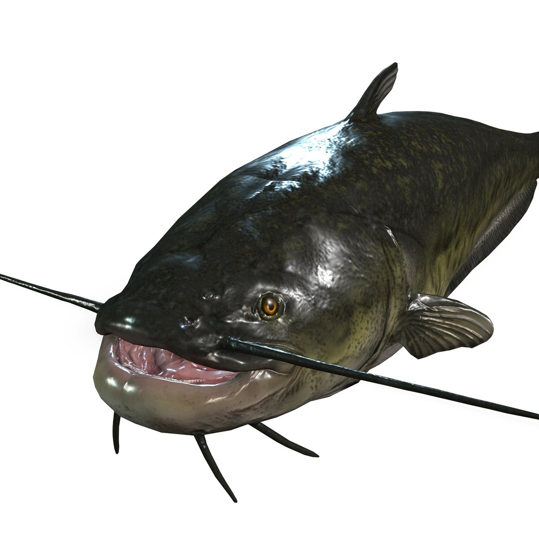 Catfish FISH REAL Catfish 3D Model - TurboSquid 2210788
