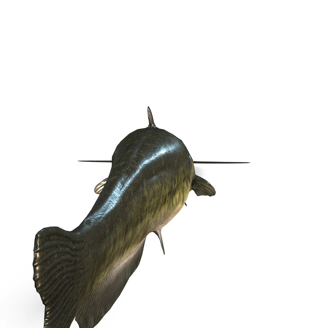 Catfish FISH REAL Catfish 3D Model - TurboSquid 2210788