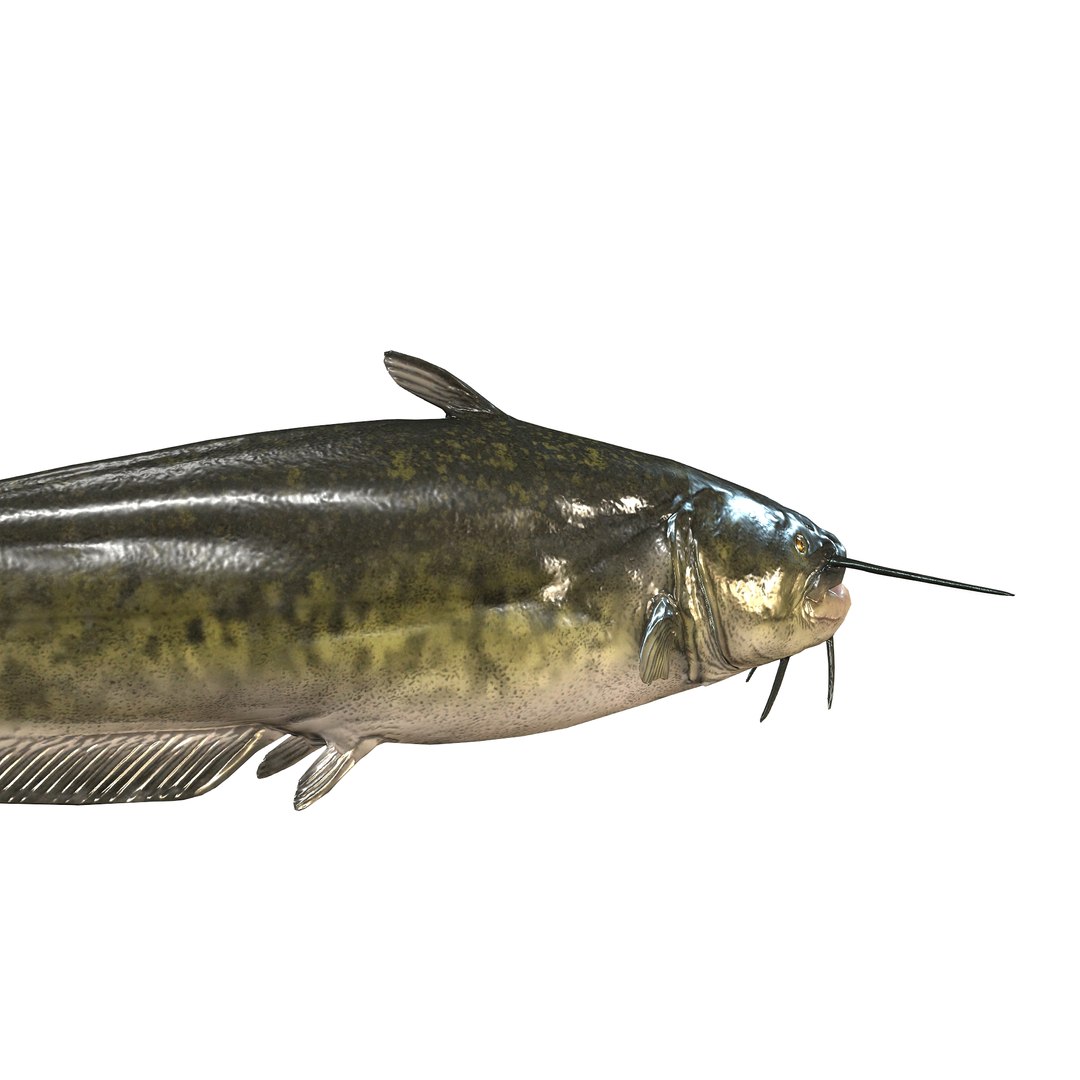 Catfish FISH REAL Catfish 3D Model - TurboSquid 2210788