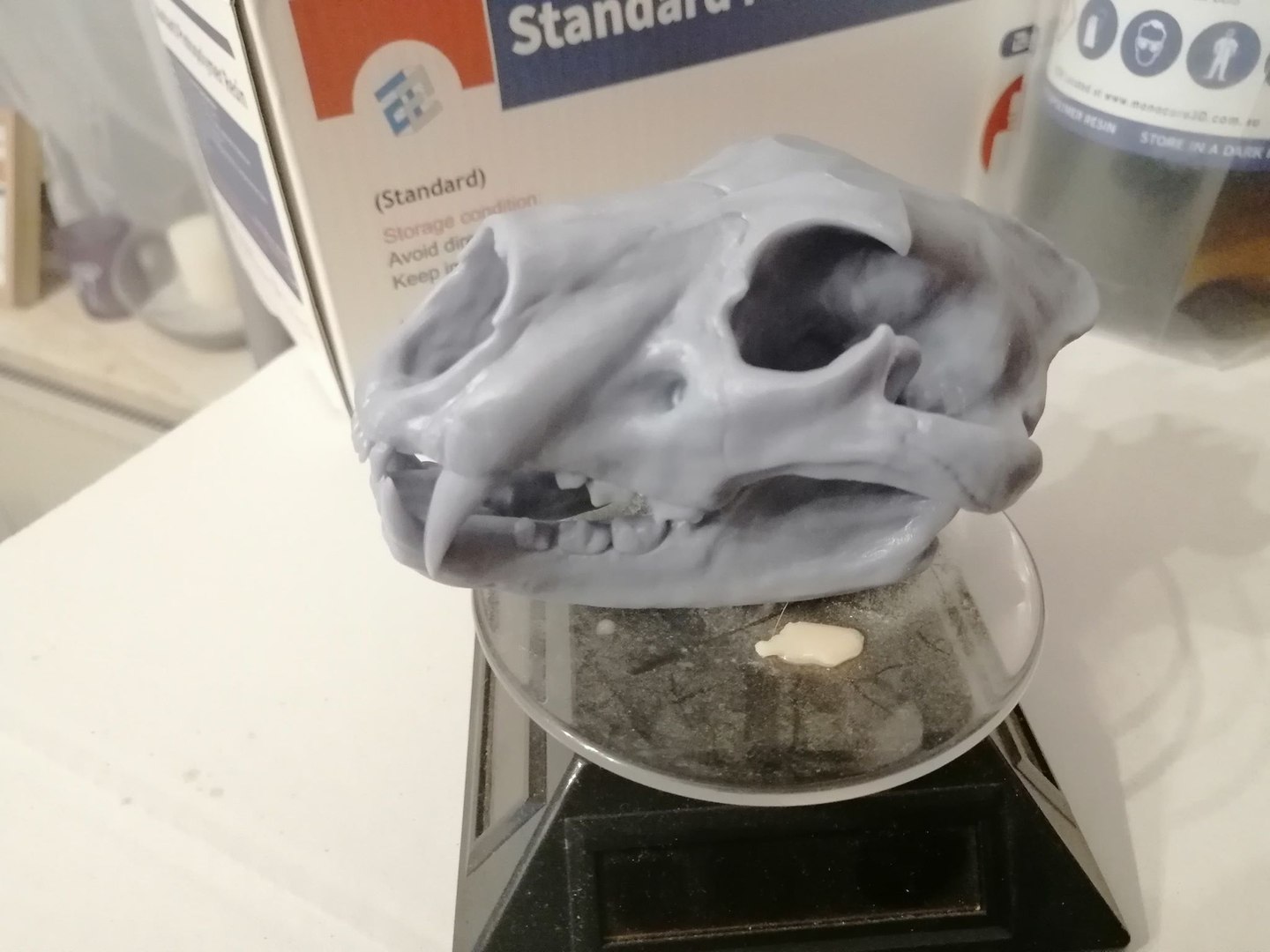 3D Lion Skull - TurboSquid 1494989