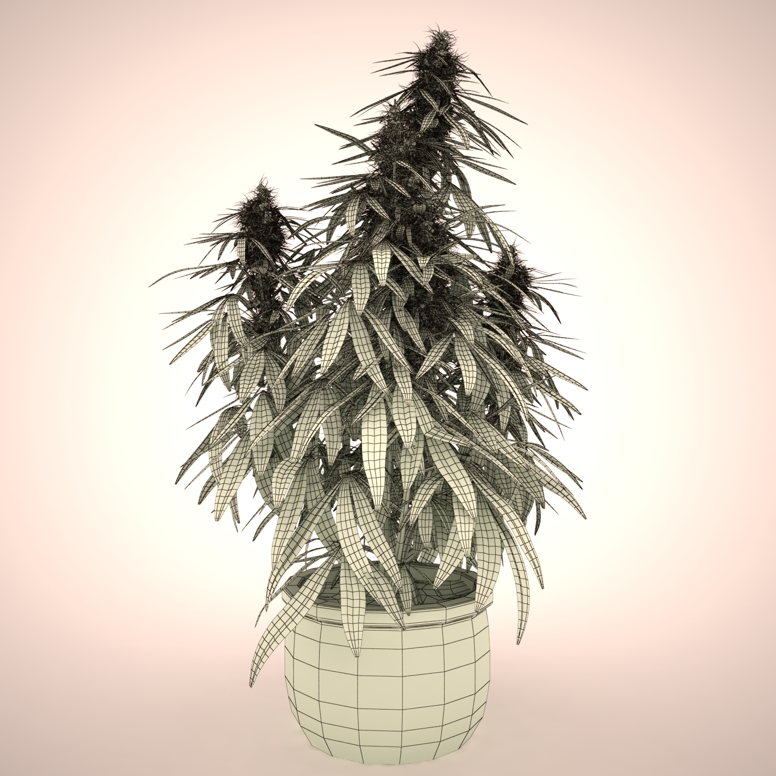 3d cannabis sativa plant pot model