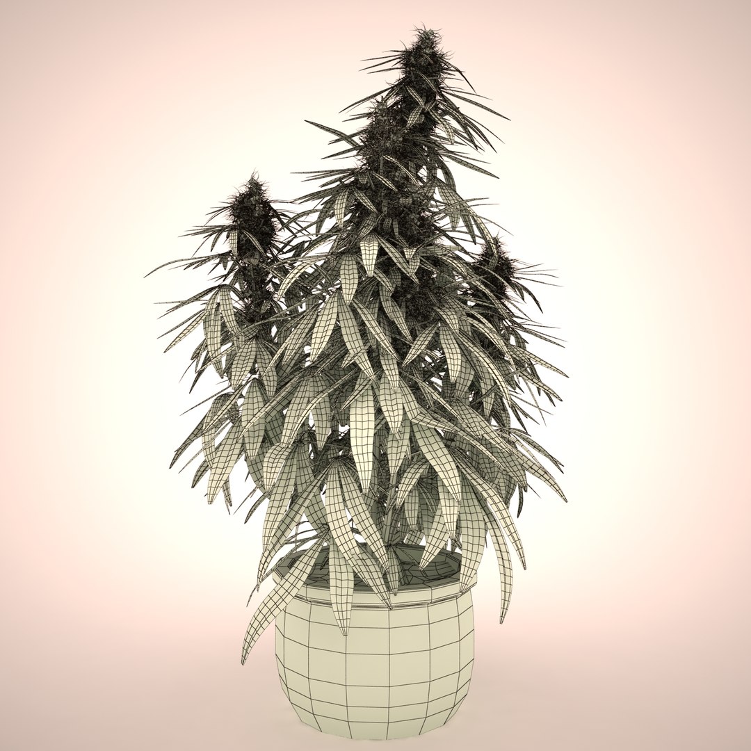 3d Cannabis Sativa Plant Pot Model