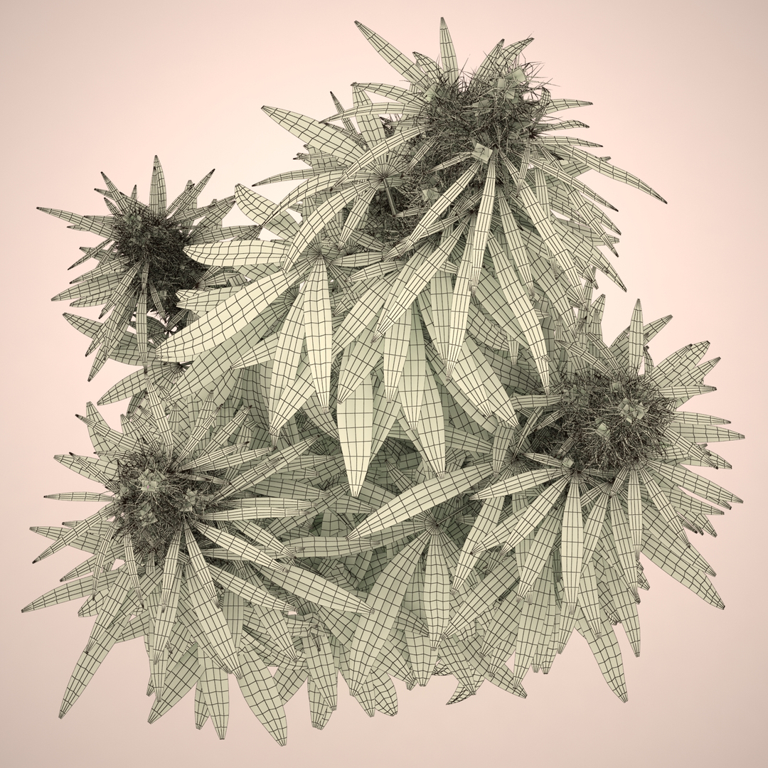 3d cannabis sativa plant pot model