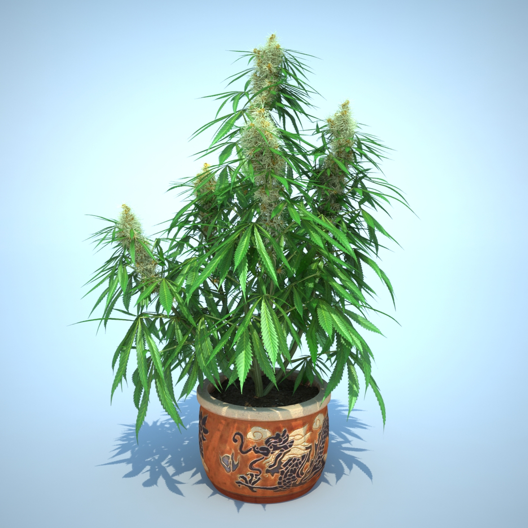 3d Cannabis Sativa Plant Pot Model