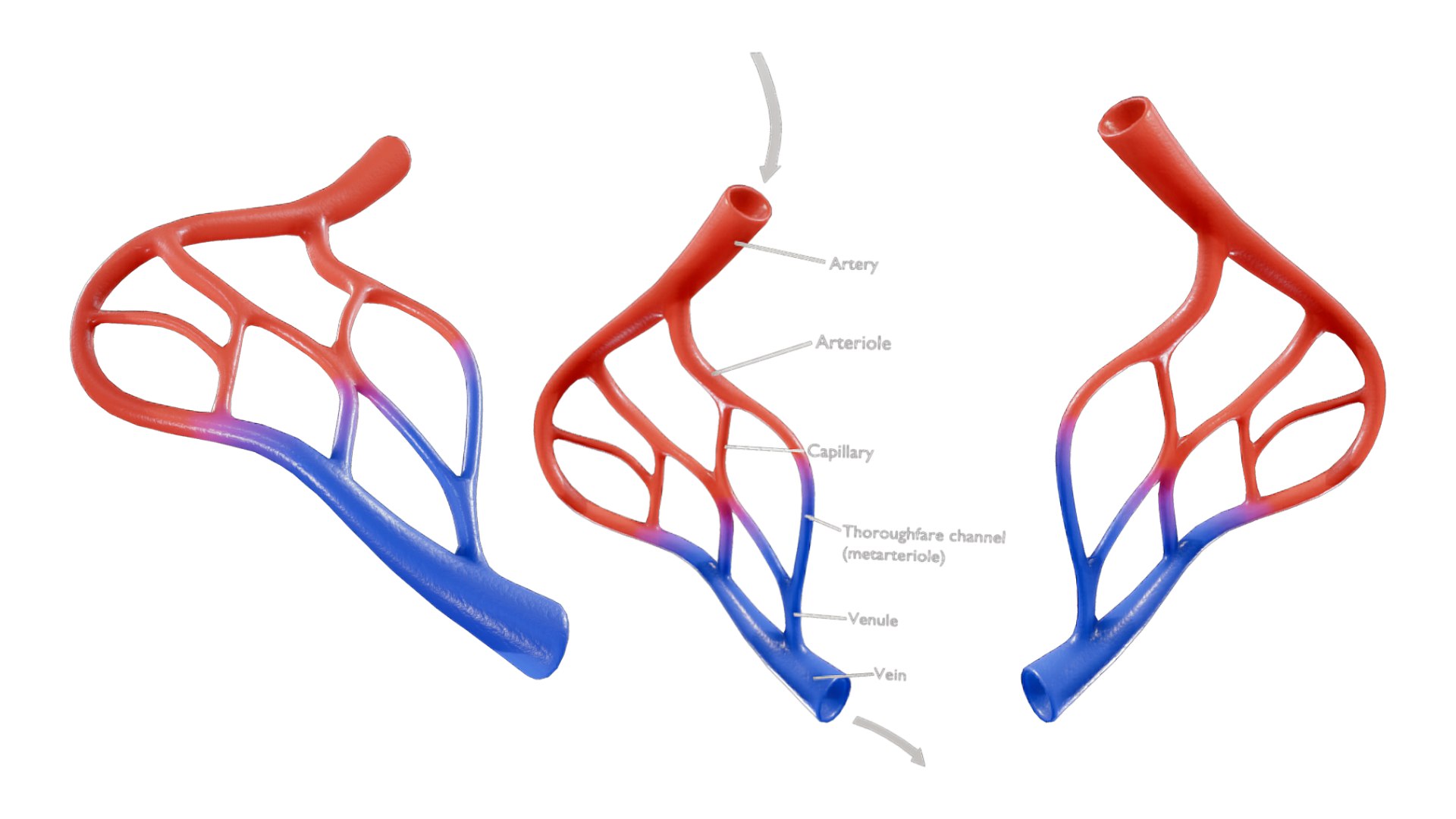 3D Blood Vessel Anatomy - TurboSquid 2133906