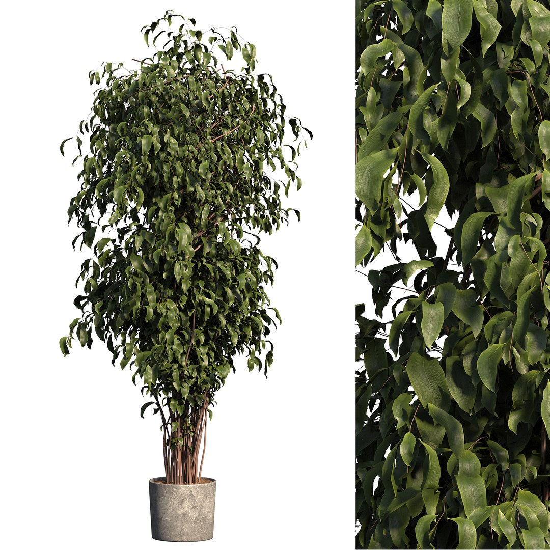 Ficus Tree Plant 3D - TurboSquid 2222082