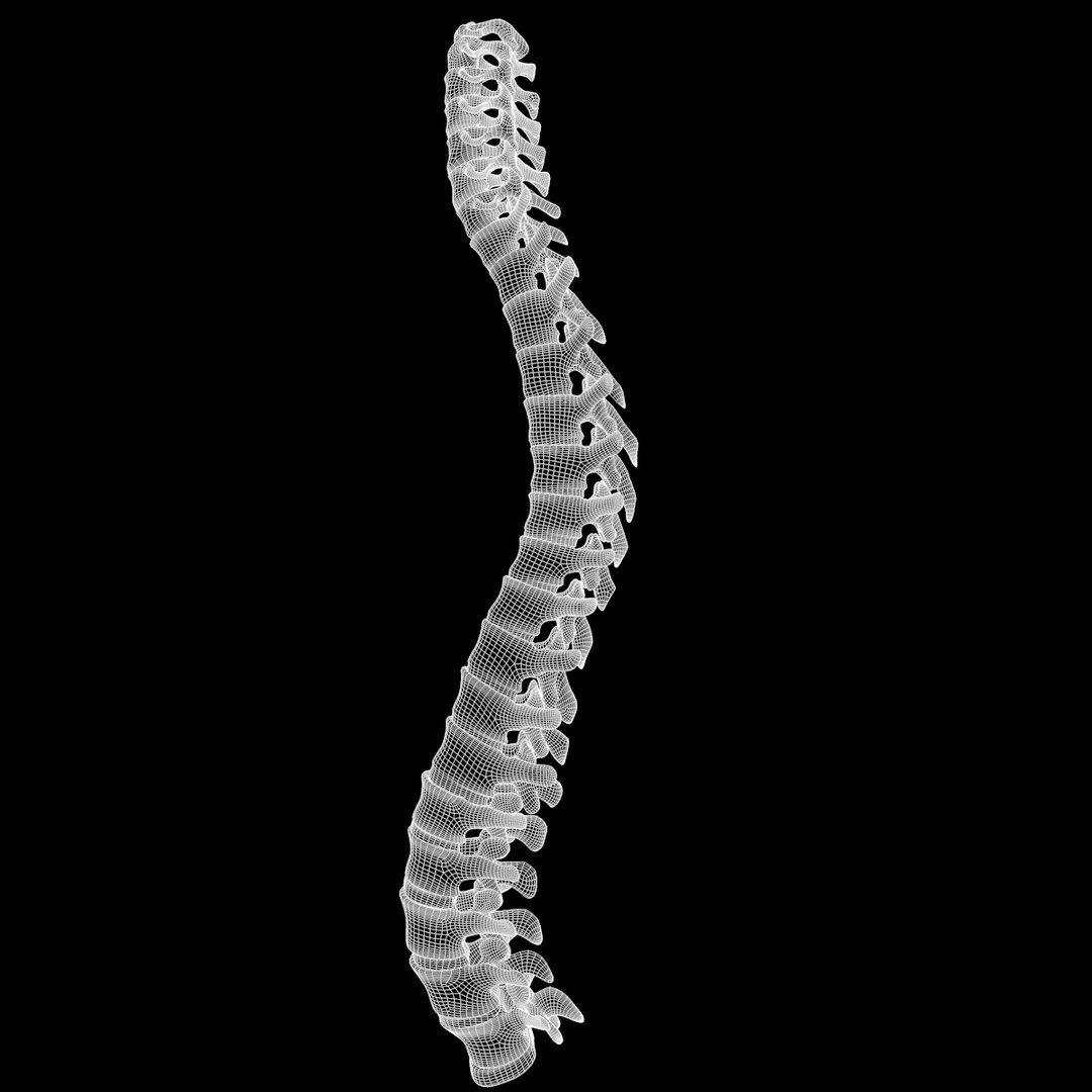 3D Torso Bone Anatomy Spine - TurboSquid 1398506