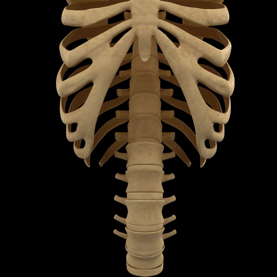3D Torso Bone Anatomy Spine - TurboSquid 1398506