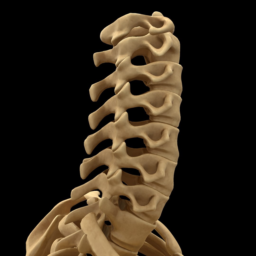 3D Torso Bone Anatomy Spine - TurboSquid 1398506