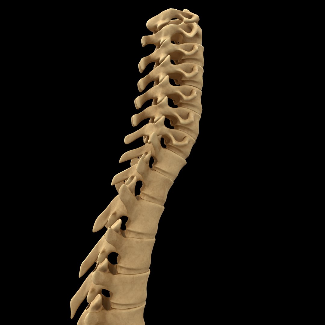 3D torso bone anatomy spine - TurboSquid 1398506