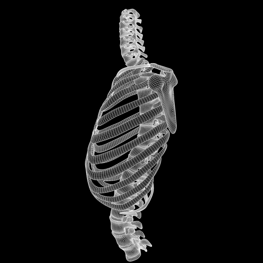 3D Torso Bone Anatomy Spine - TurboSquid 1398506