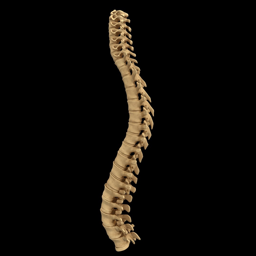 3D torso bone anatomy spine - TurboSquid 1398506