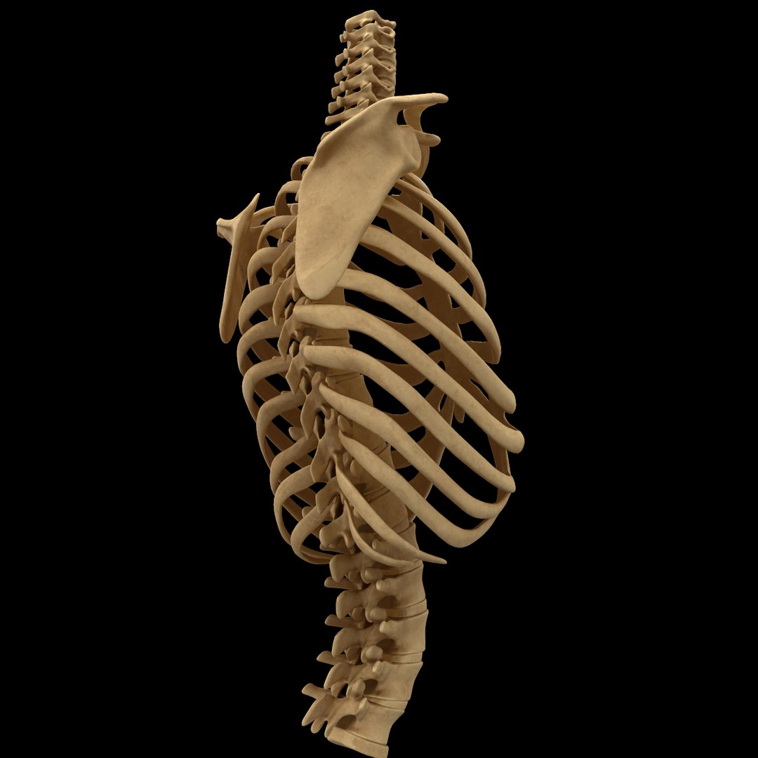 3D Torso Bone Anatomy Spine - TurboSquid 1398506