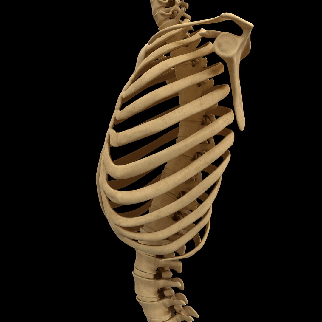 3D Torso Bone Anatomy Spine - TurboSquid 1398506