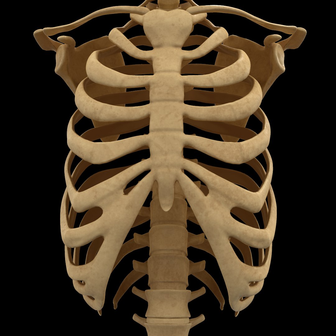 3D Torso Bone Anatomy Spine - TurboSquid 1398506