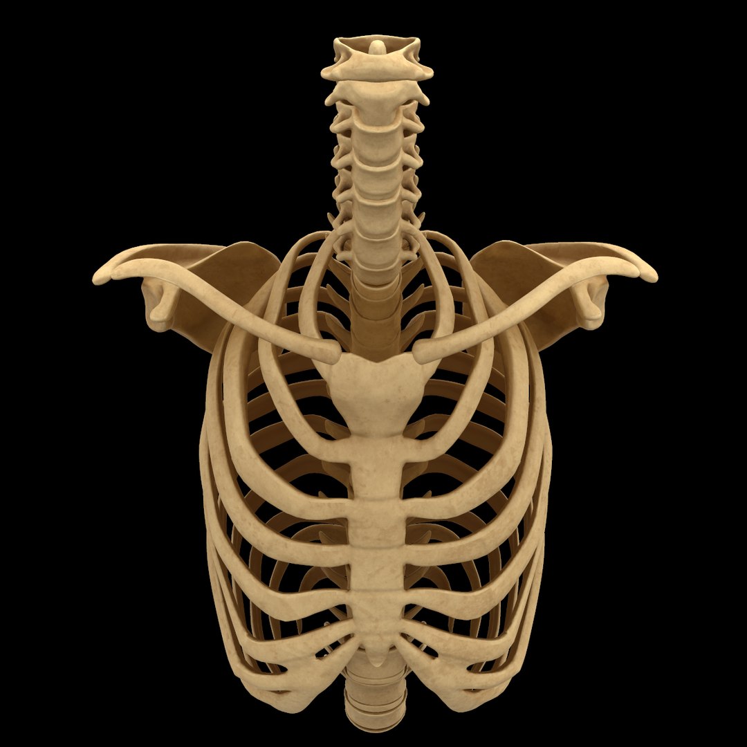 3D Torso Bone Anatomy Spine - TurboSquid 1398506
