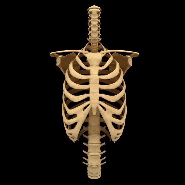 Rib Cage STL Models for Download | TurboSquid