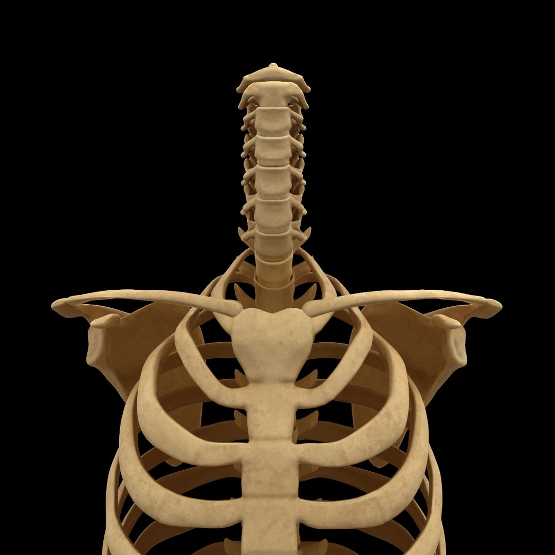 3D Torso Bone Anatomy Spine - TurboSquid 1398506
