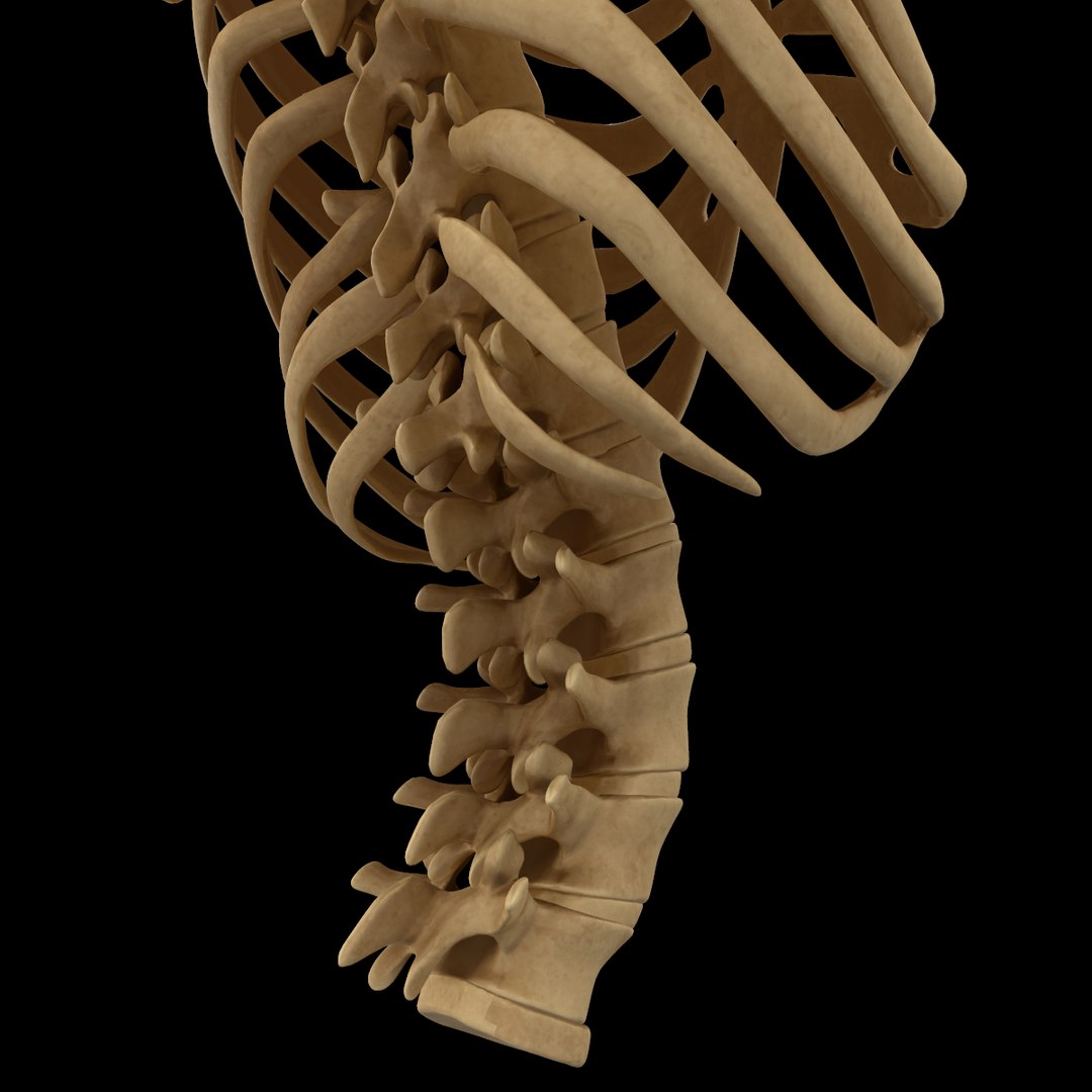 3D Torso Bone Anatomy Spine - TurboSquid 1398506