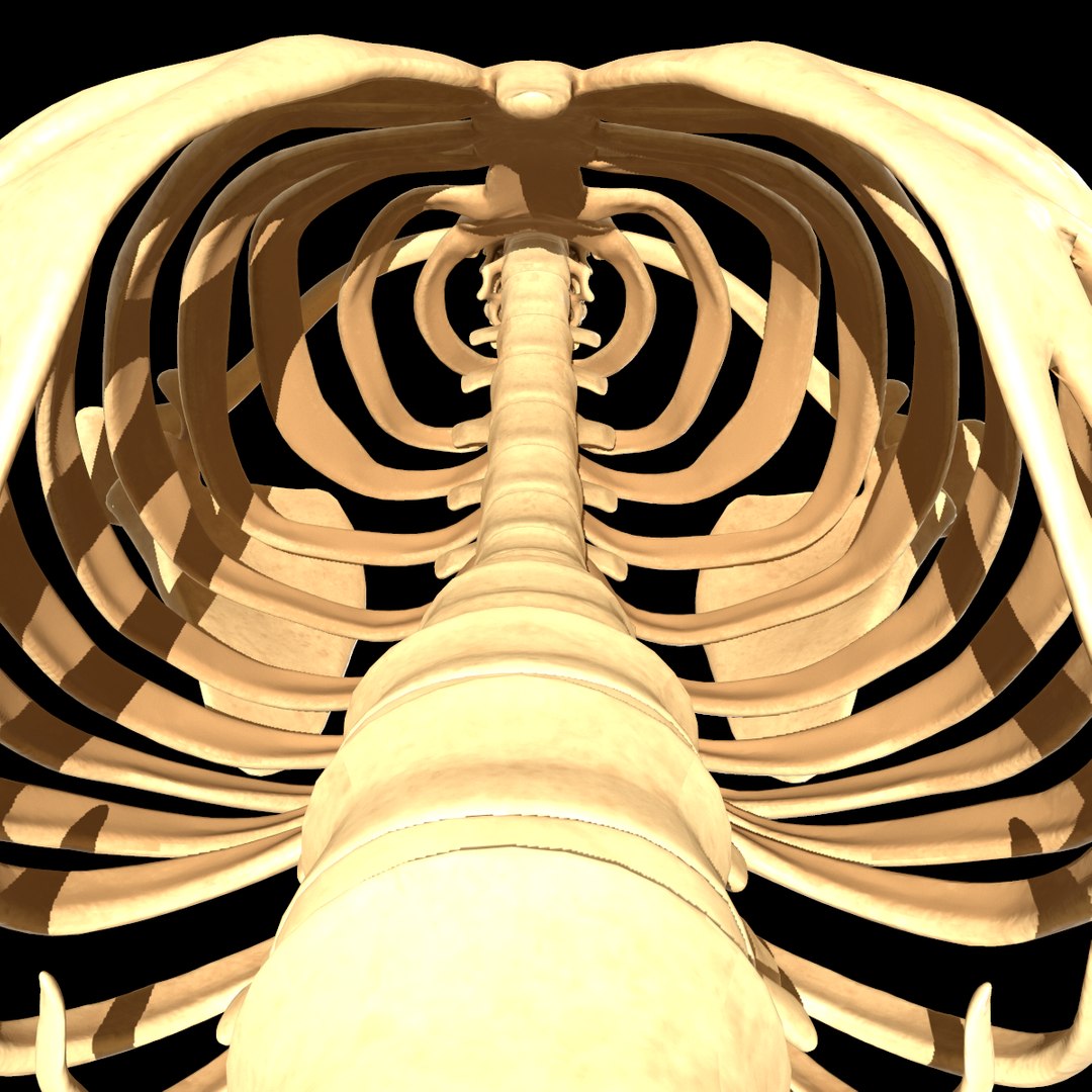 3D Torso Bone Anatomy Spine - TurboSquid 1398506