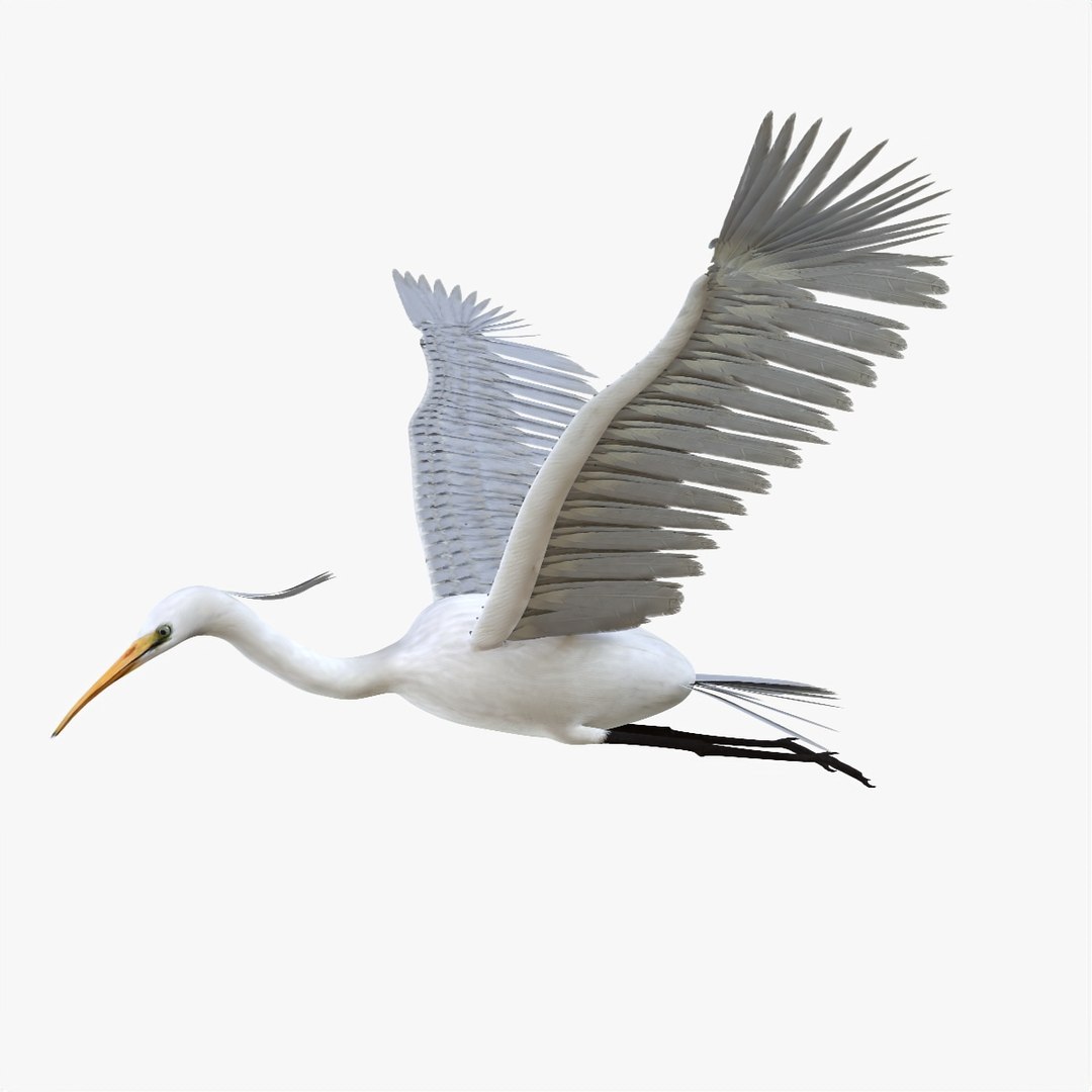 3D Bird Egret Model - TurboSquid 1536384