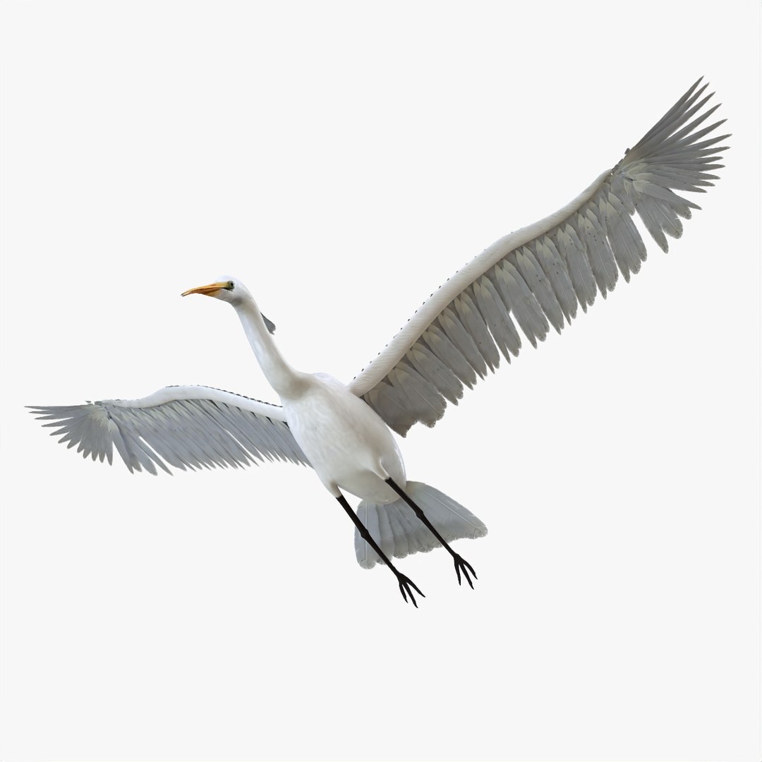 3D Bird Egret Model - TurboSquid 1536384